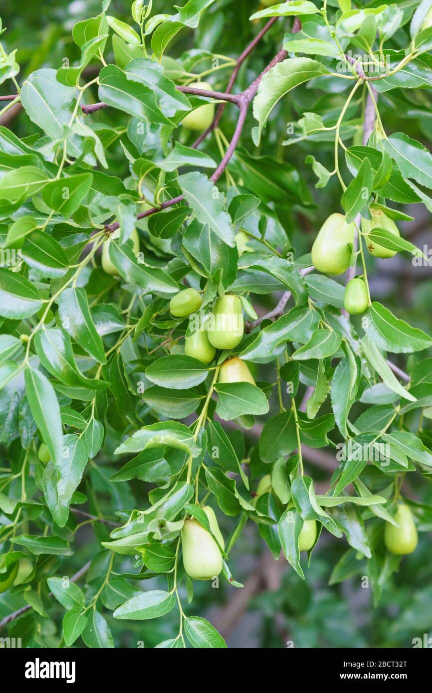 Branch jujube (jujube real, Chinese date, capiinit, jojoba, lat ...