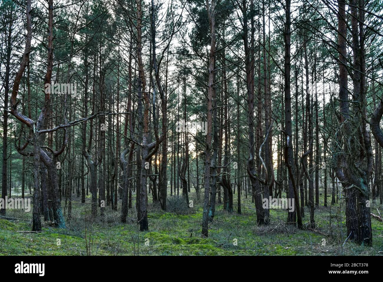 the sunny sunlight shines in the ghostly pine forest and for the last ...