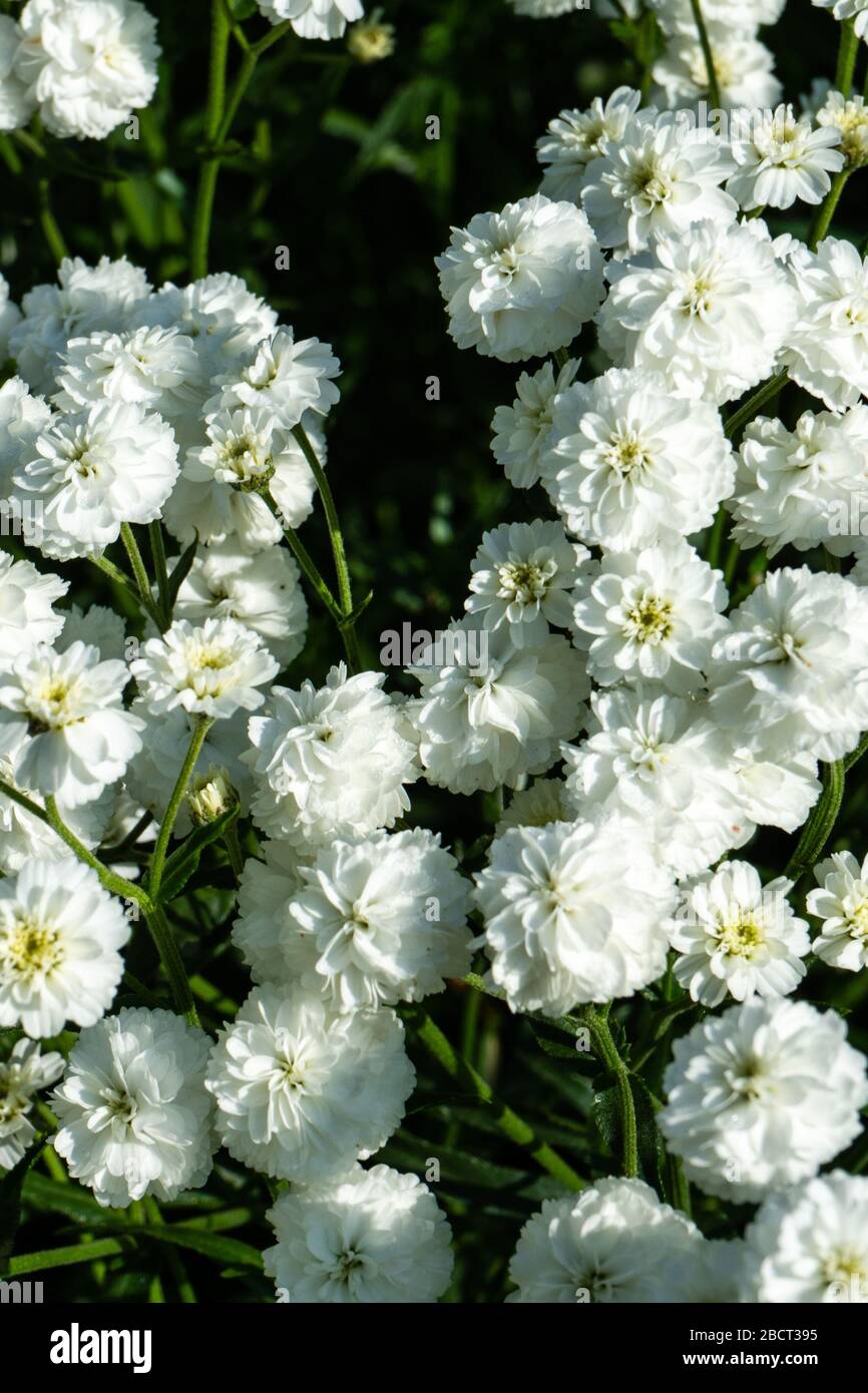Iberis sempervirens white flowering plant. Spring white Iberis flower ...