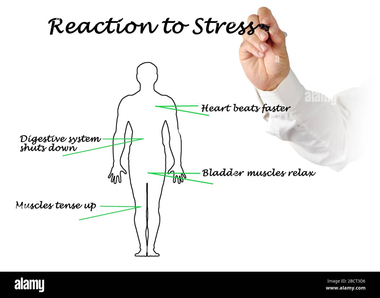 Male muscles diagram hi-res stock photography and images - Alamy