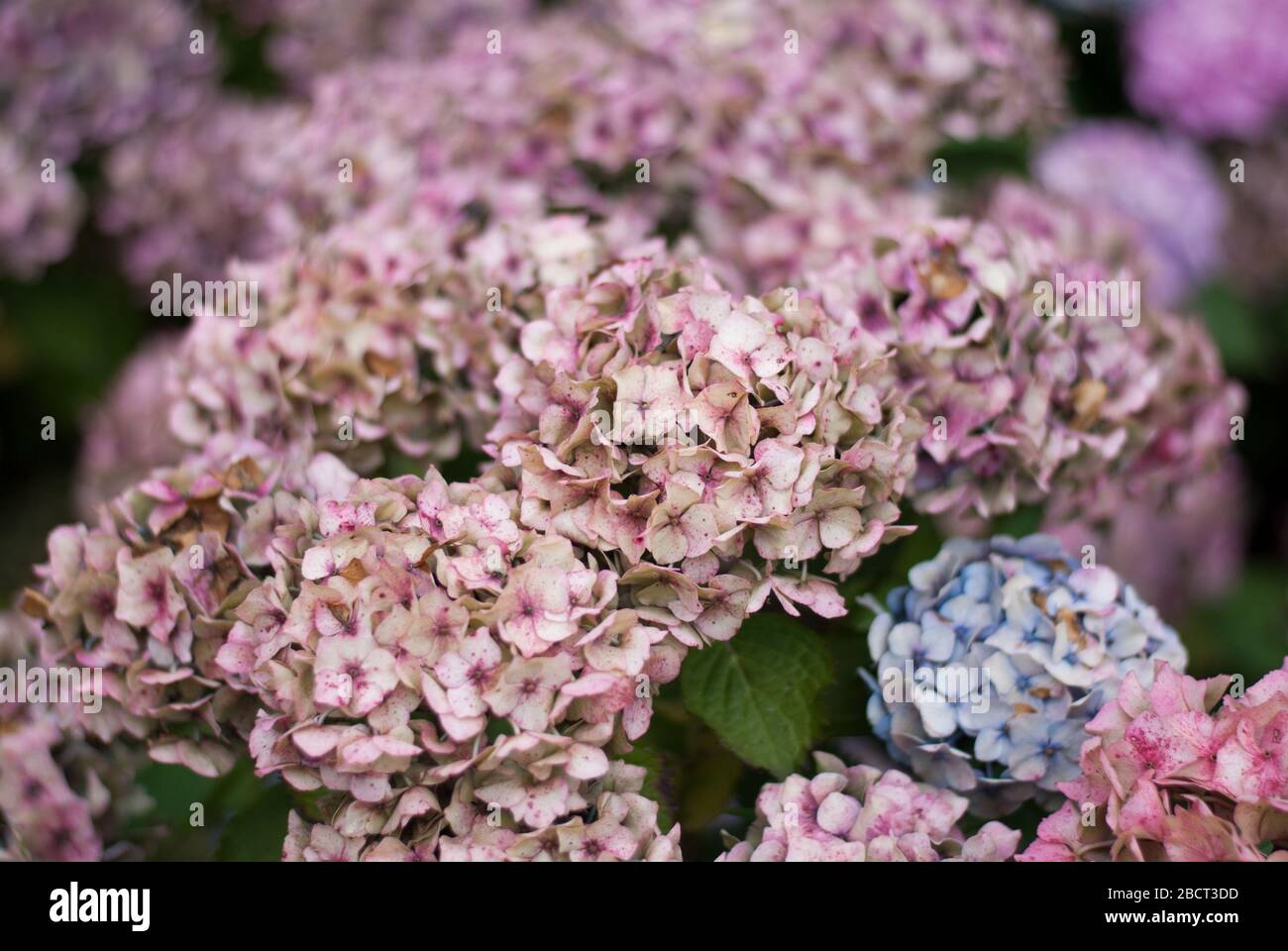 Hydrangeas Hydrangea Flowers Kew Royal Botanic Gardens, Ardingly ...