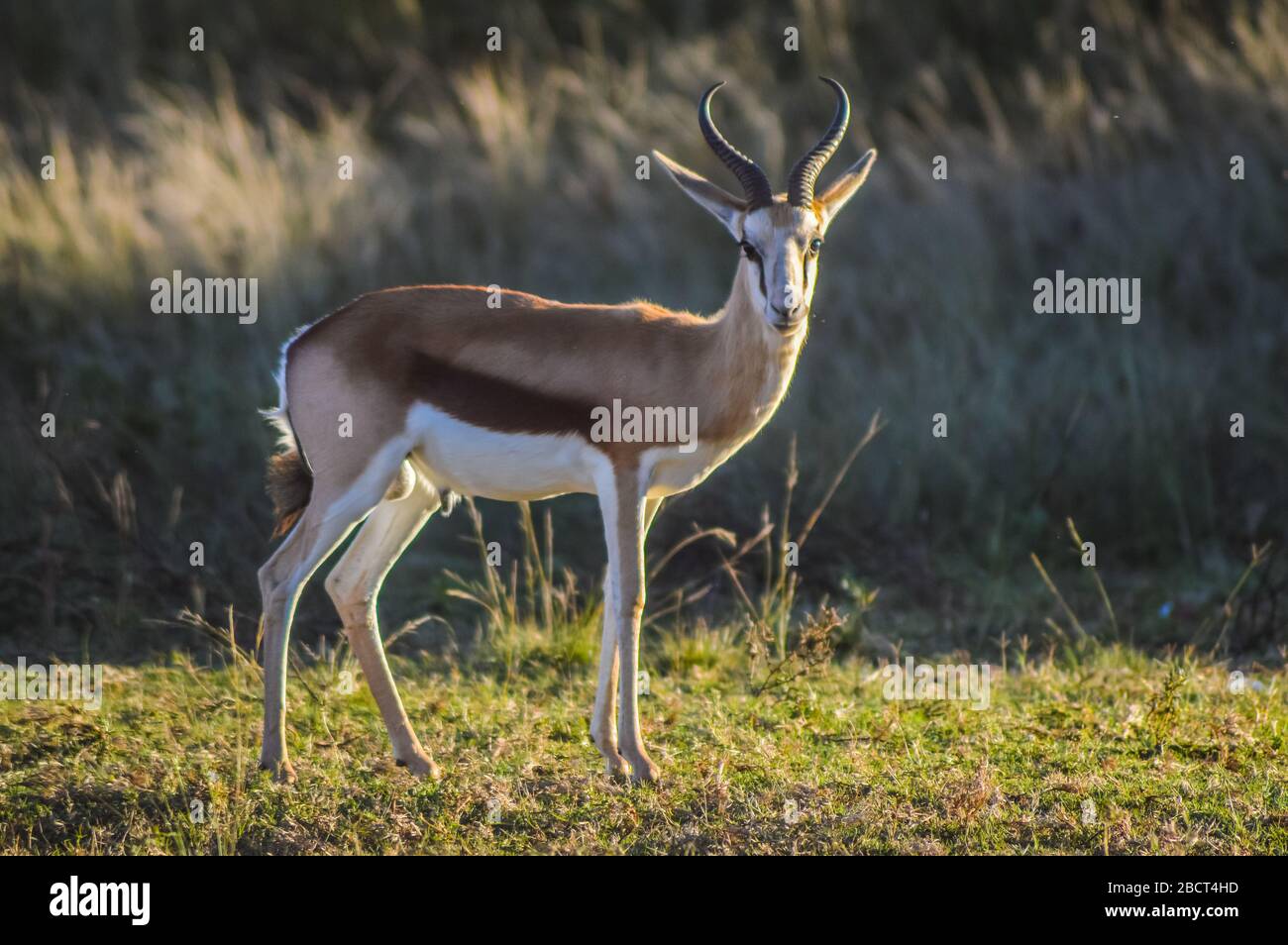 Beautiful Springbok , national animal of South Africa in a nature ...