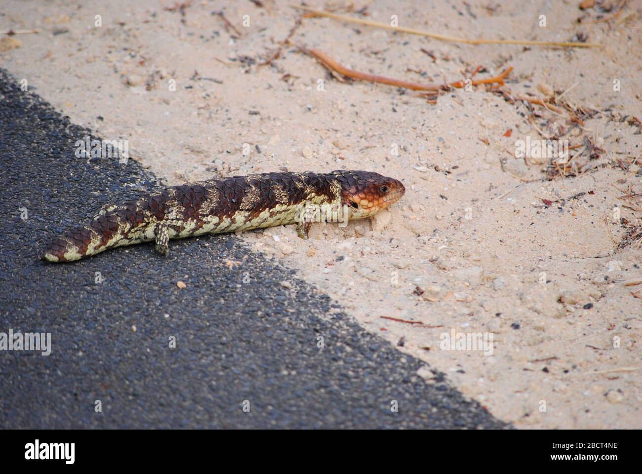 Western shingleback skink hi-res stock photography and images - Alamy