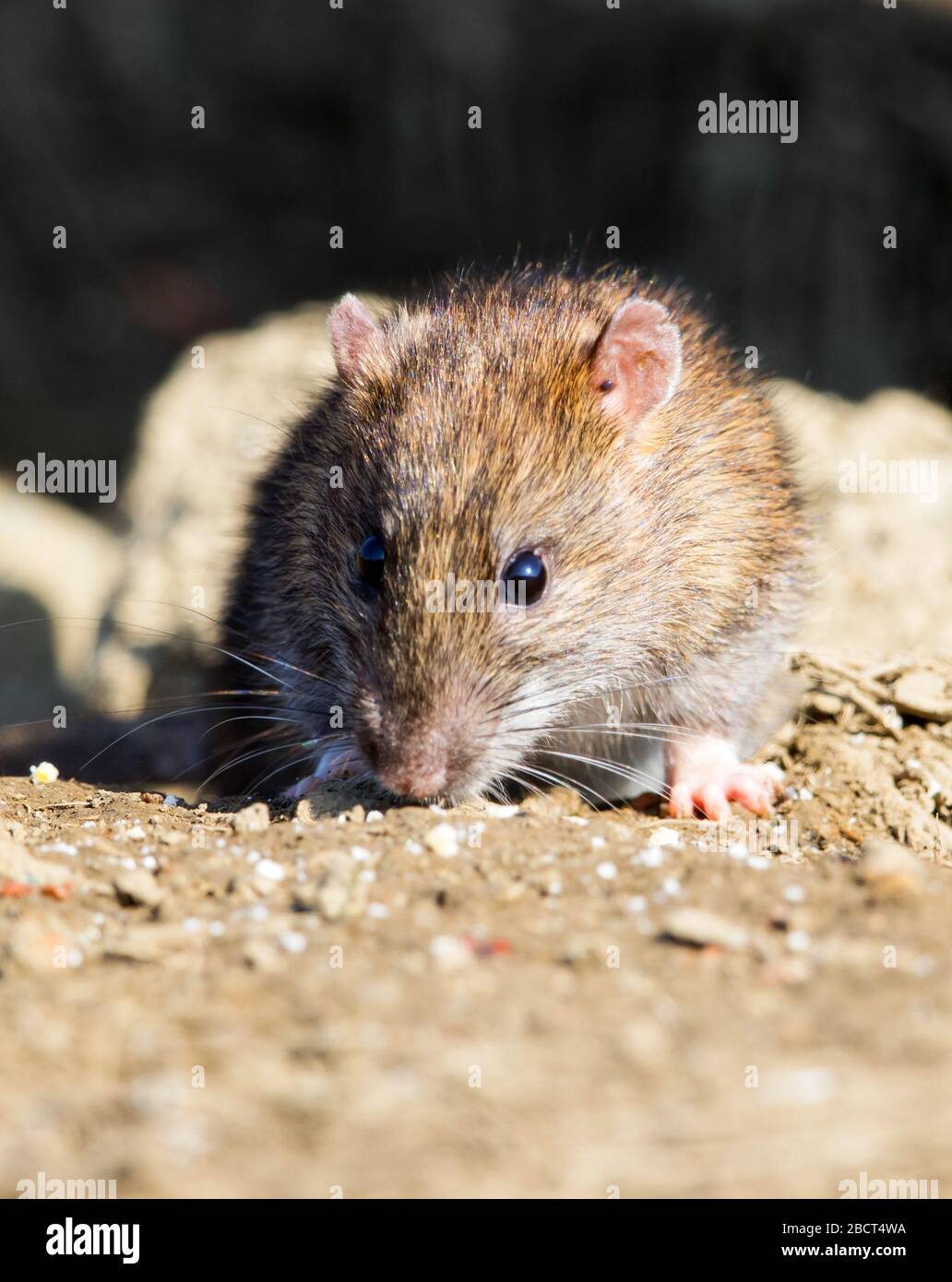 Rat at bird feeder hi-res stock photography and images - Alamy
