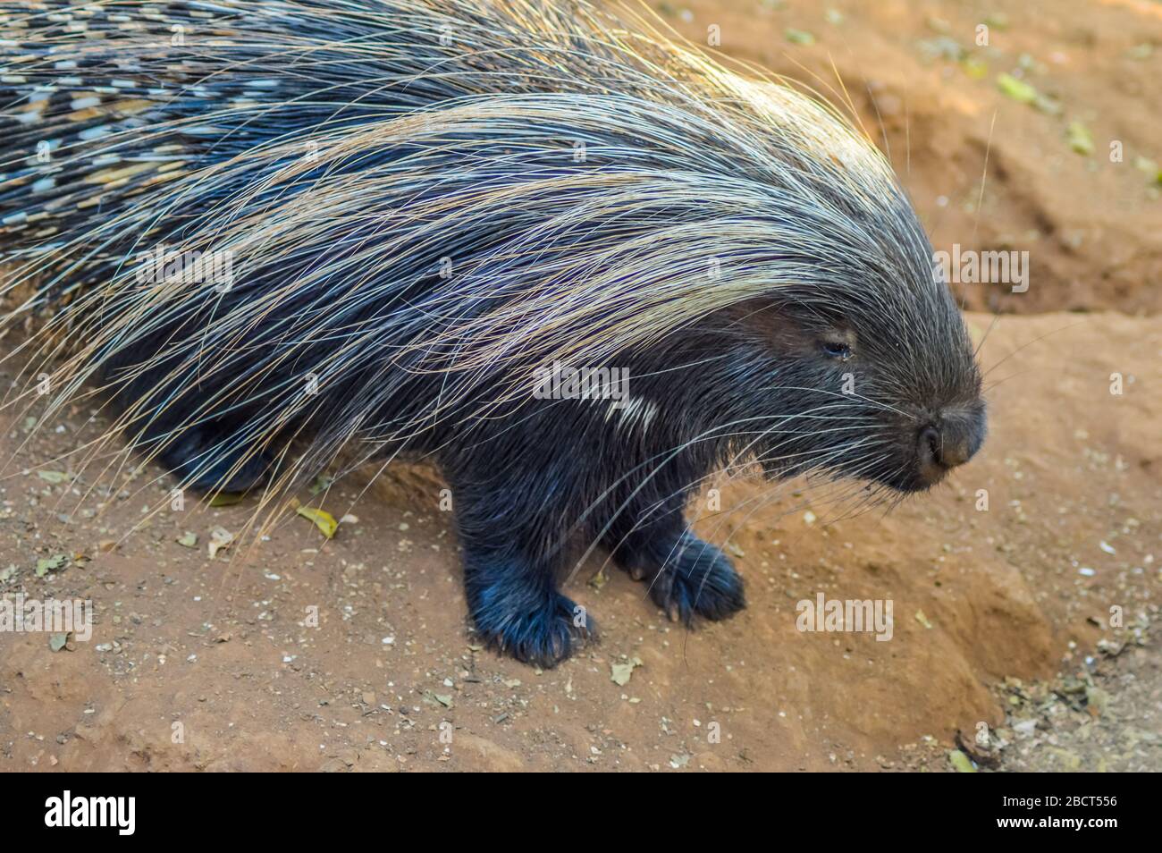Cape porcupine or South African porcupine ( Hystrix africaeaustralis ...