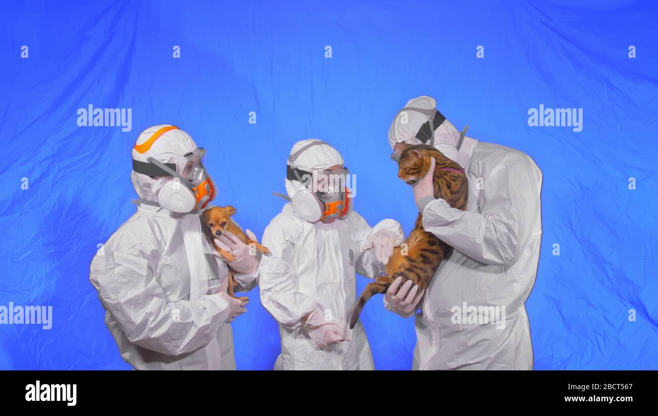 Doctor veterinarian do physical examination and check for animal ...