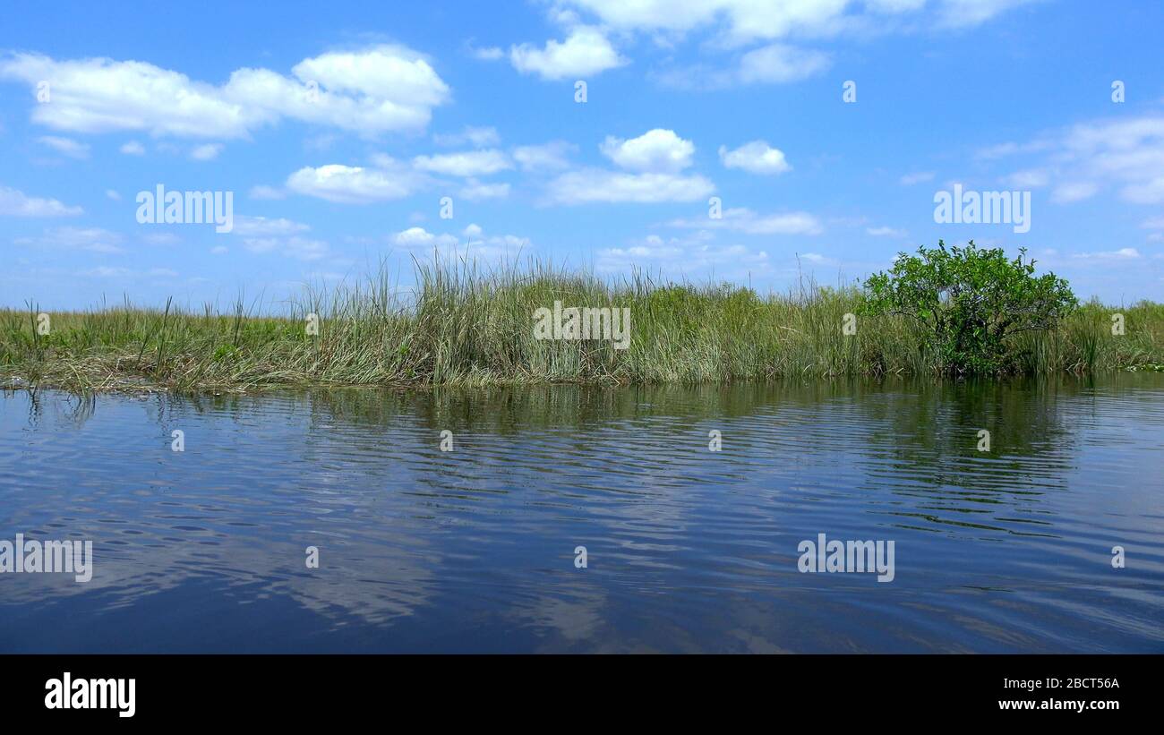 Amazing Airboat Ride through the Everglades of South USA Stock Photo ...