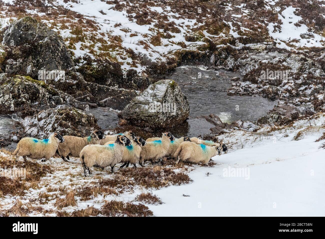 Sheep in scottish landscape hi-res stock photography and images - Alamy