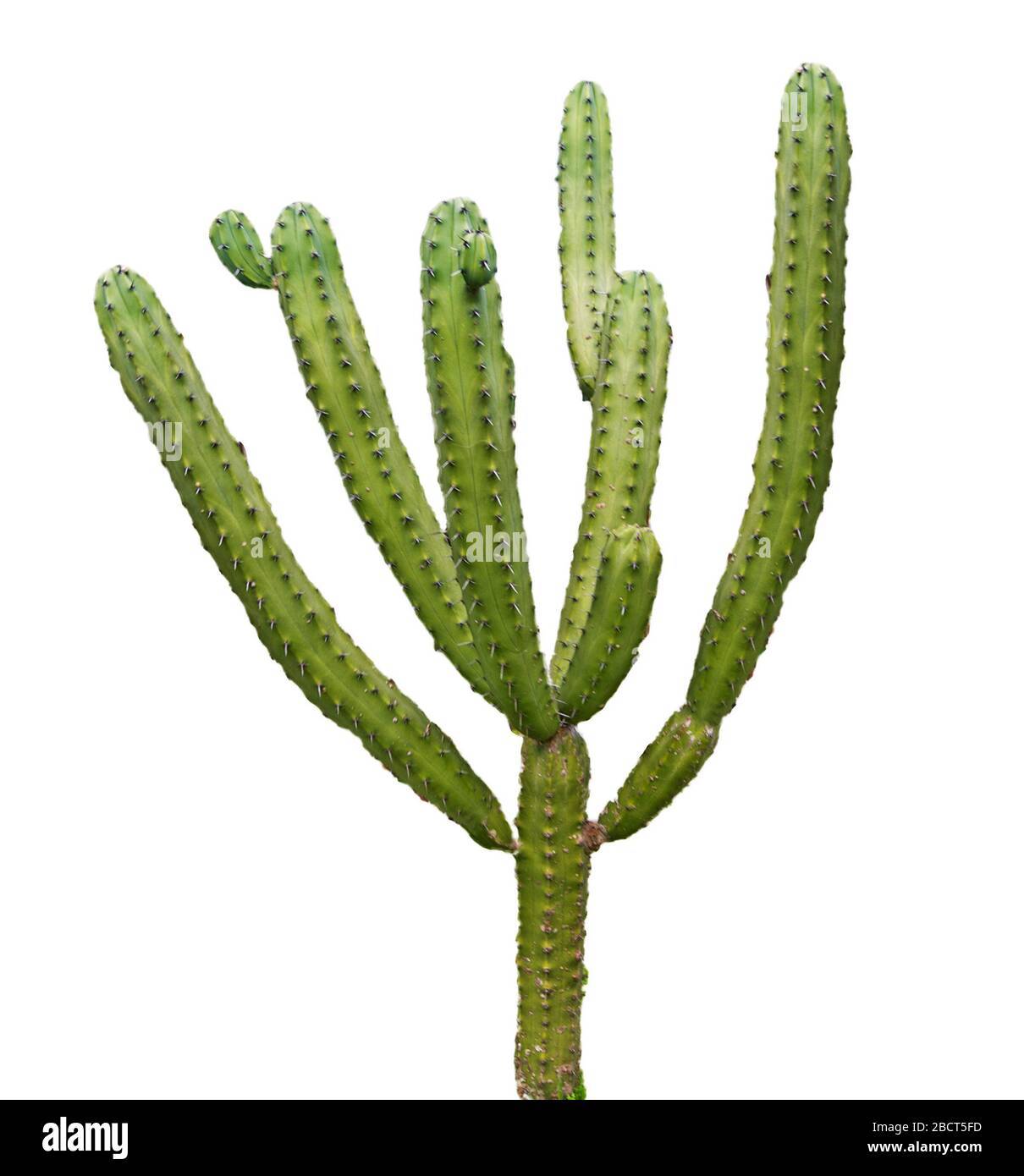 Cactus isolated on white background Stock Photo - Alamy