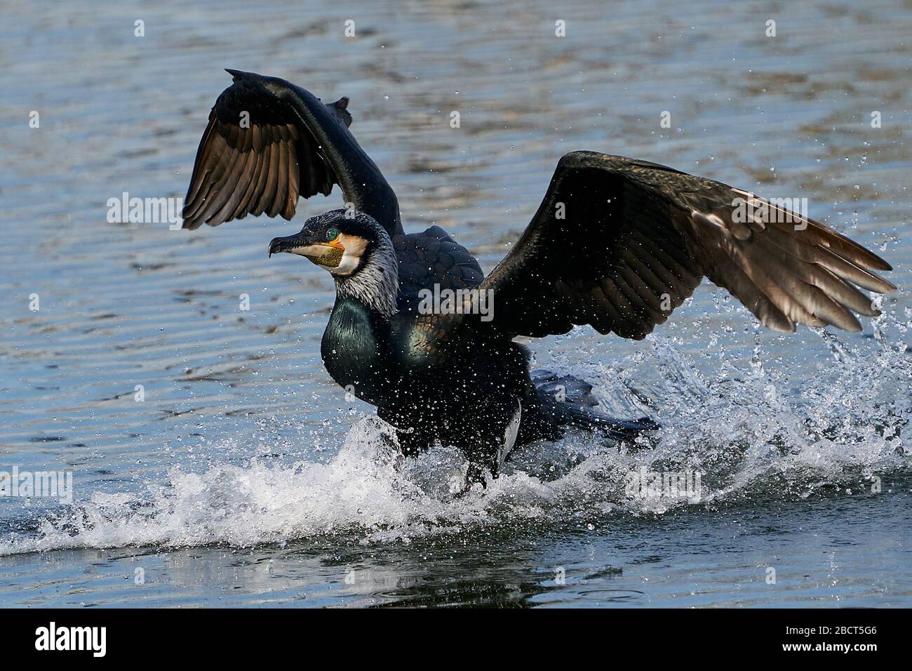 Great Cormorant In Its Natural Habitat In Denmark Stock Photo Alamy