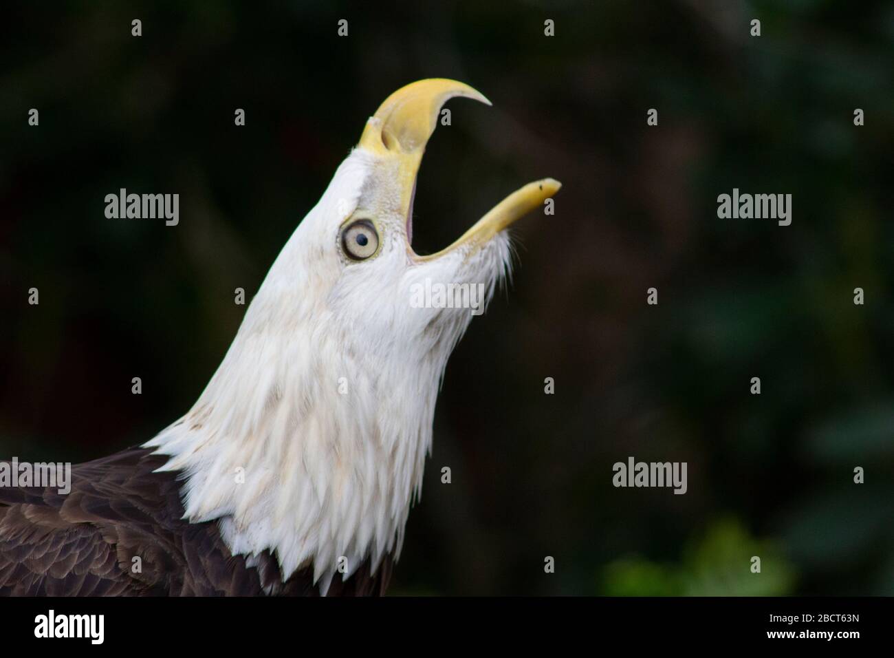 Bald eagle predator hi-res stock photography and images - Alamy