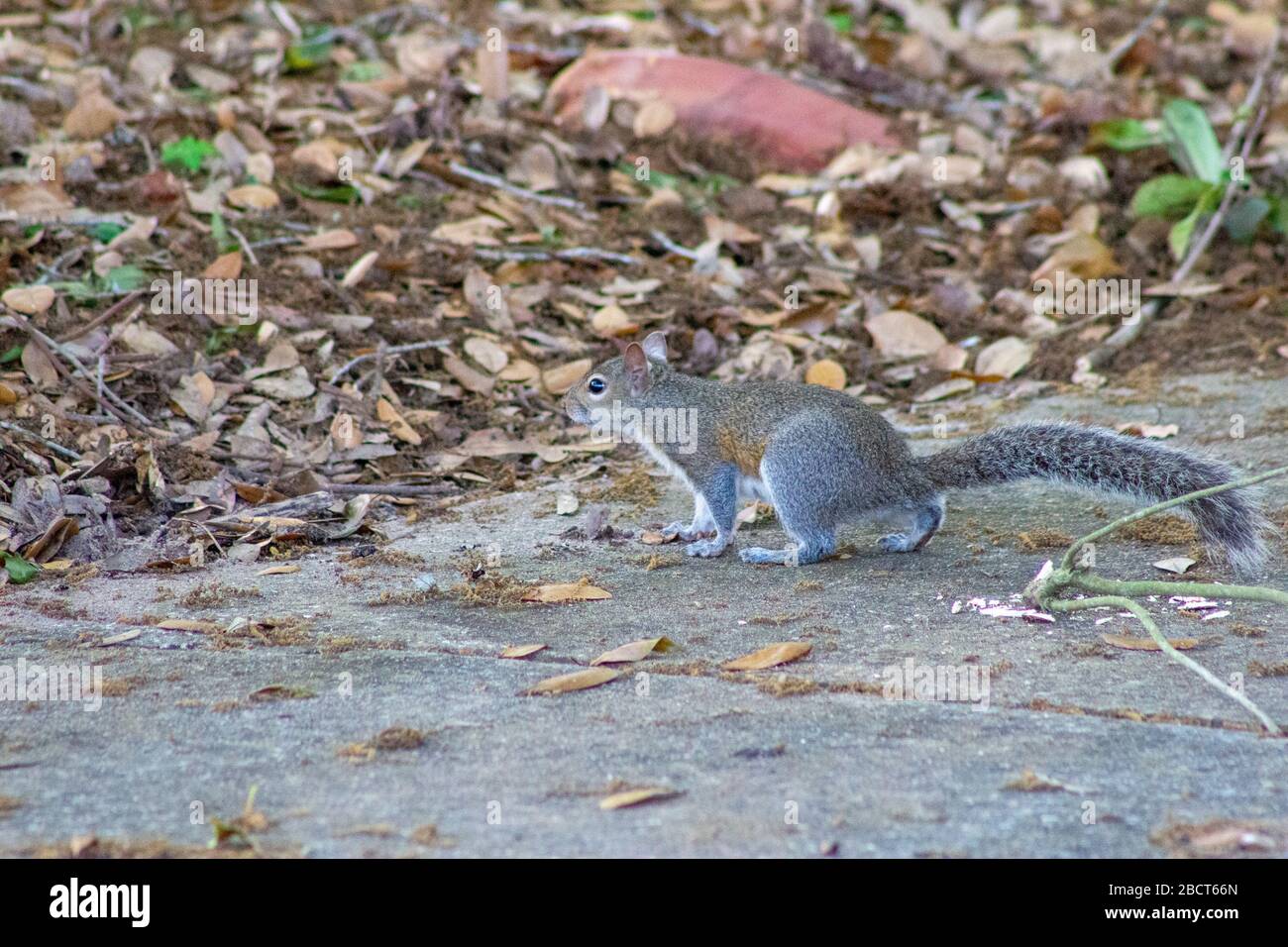 Grey squirrel running branches hi-res stock photography and images - Alamy