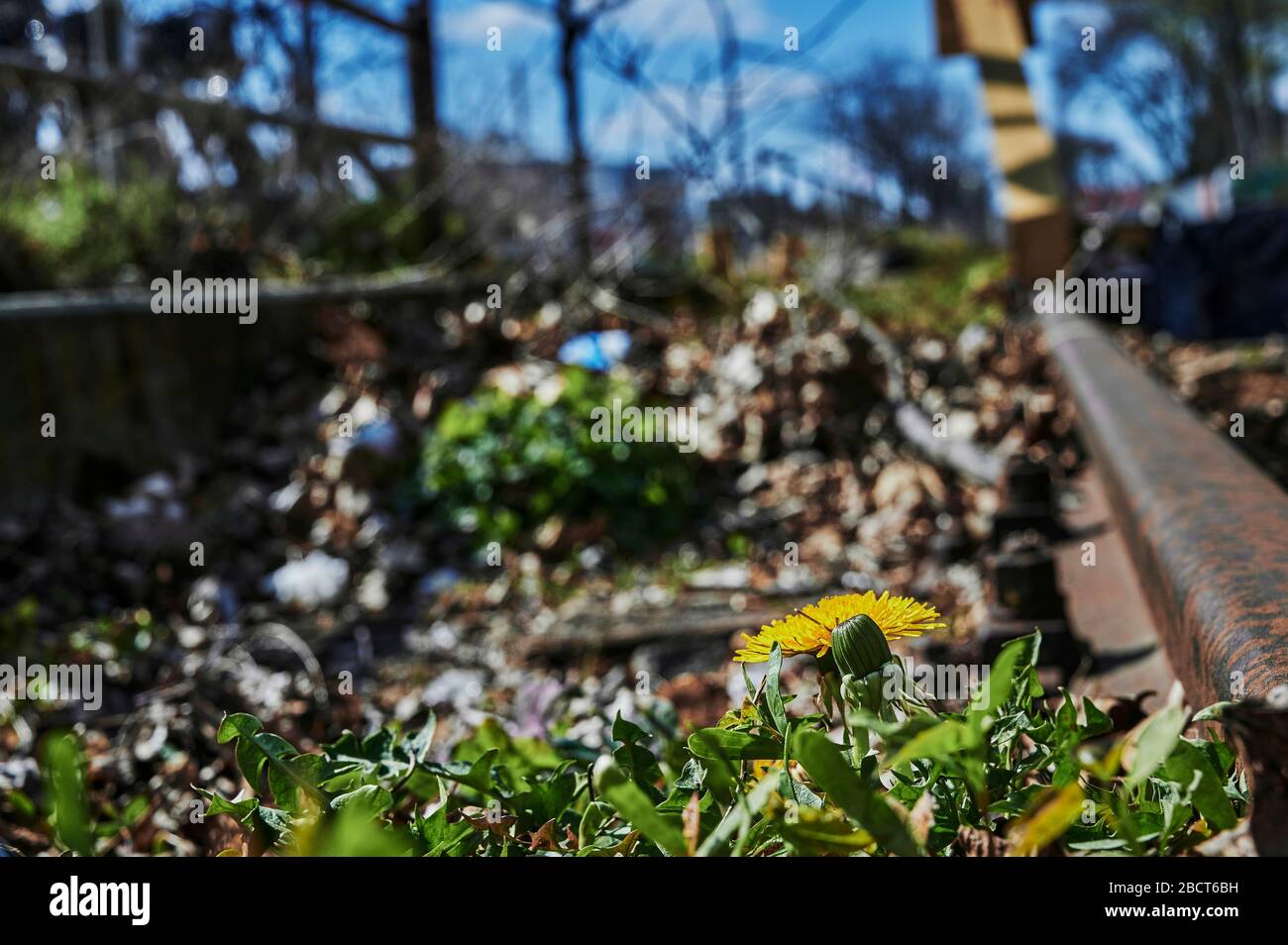 Rail track flora hi-res stock photography and images - Alamy