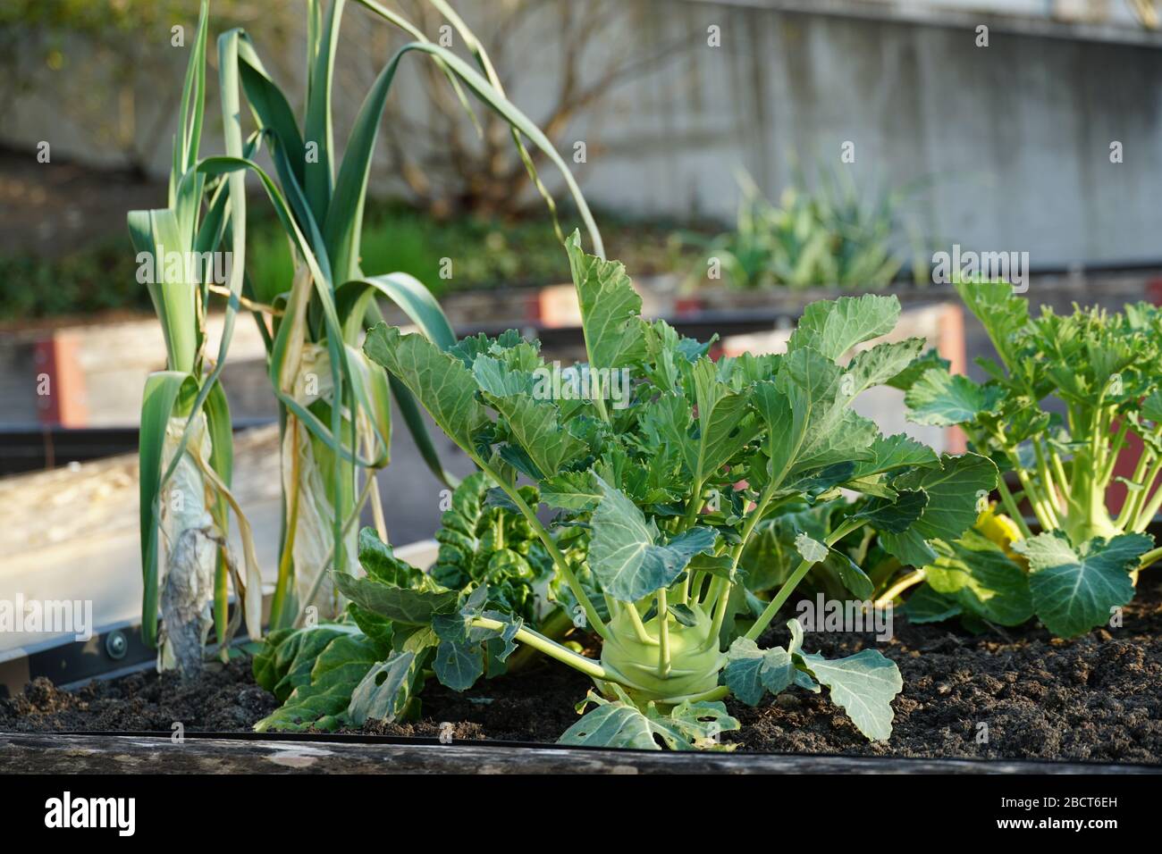 vegetable micro garden in residential district in a village in ...