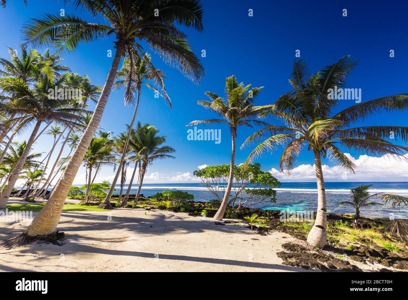 Tropical beach on south side of Samoa Island with coconut palm trees ...