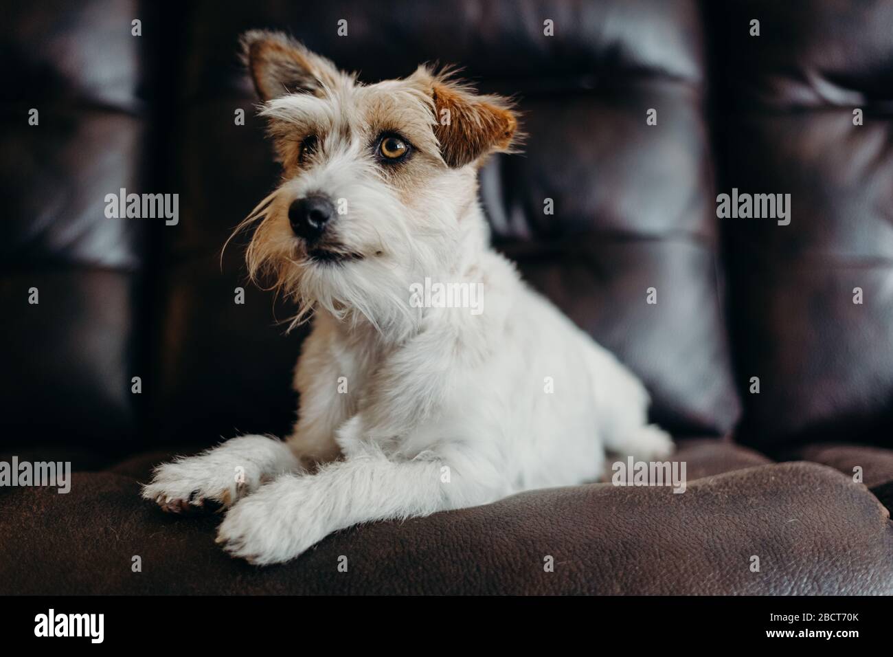Small long haired jack russell hi-res stock photography and images - Alamy