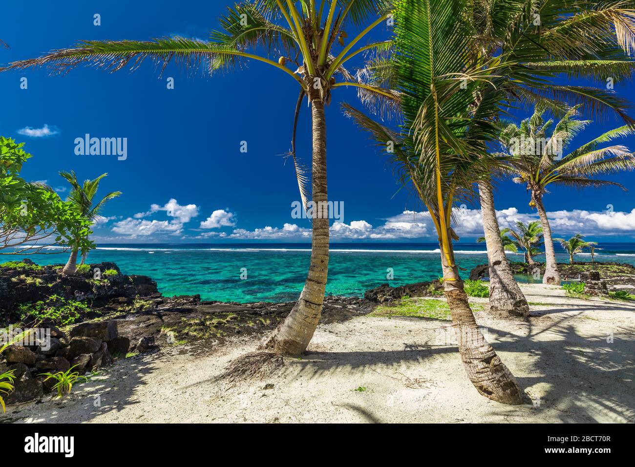 Tropical beach on south side of Samoa Island with coconut palm trees ...