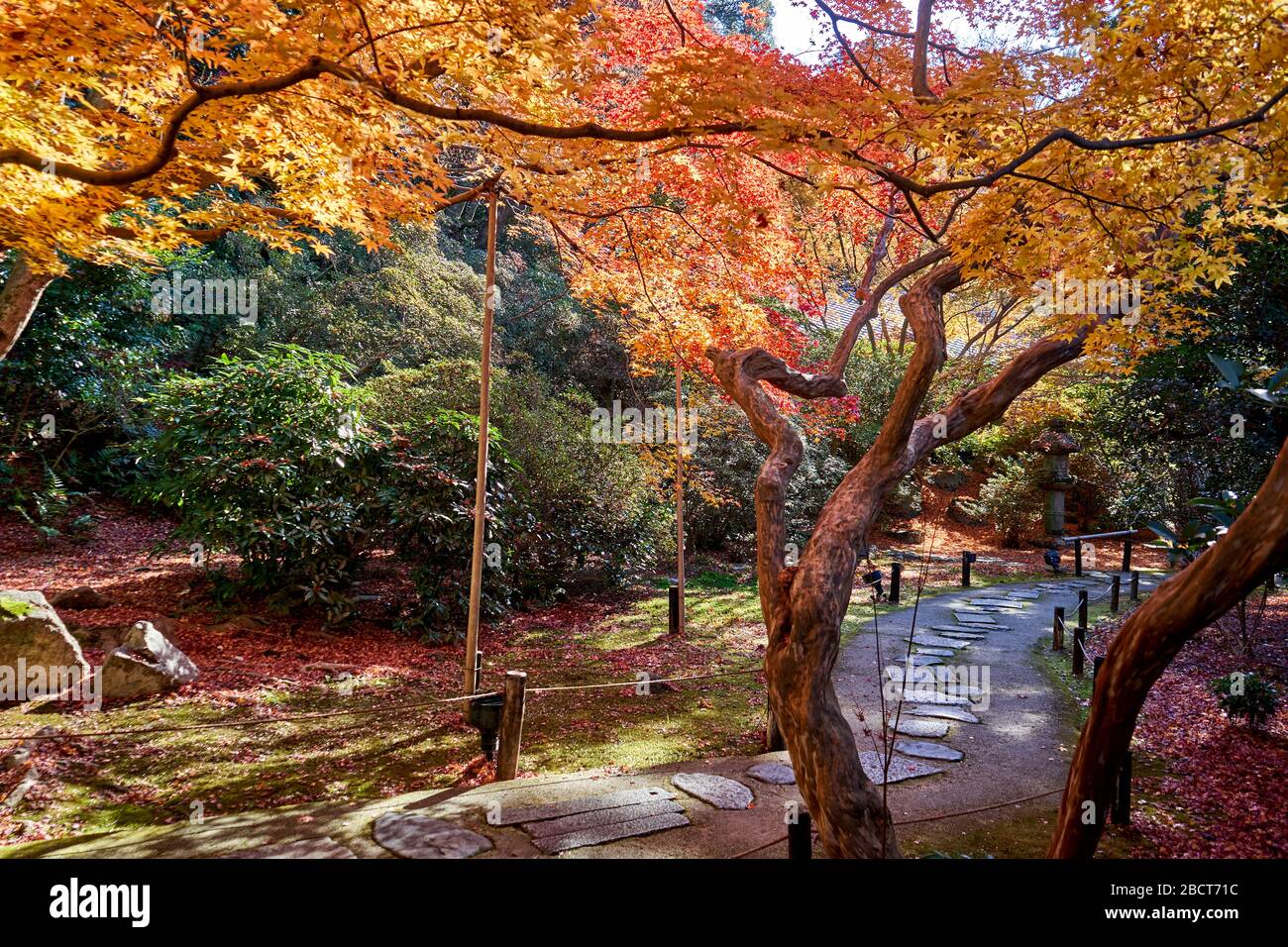 Path under the trees hi-res stock photography and images - Alamy