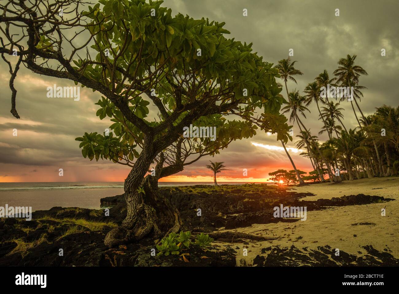 Coconut palm trees on the beach during the sunrise on Upolu, Samoa ...
