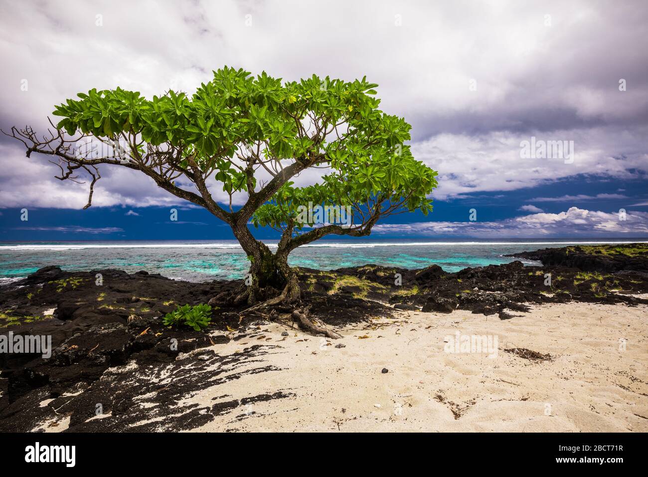 Tropical beach on south side of Samoa Island with coconut palm trees ...