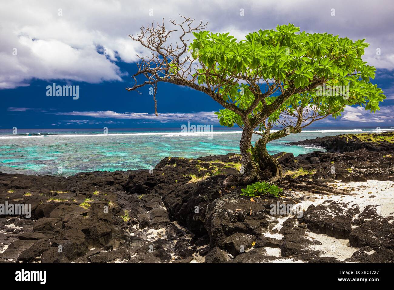 Tropical beach on south side of Samoa Island with coconut palm trees ...