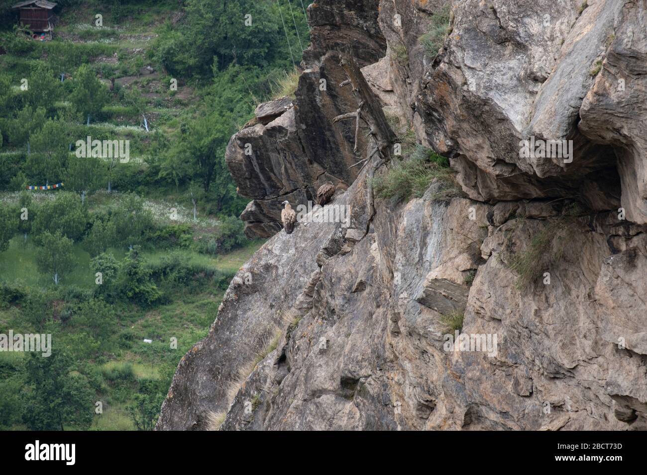 Rock patterns on a mountain surface in Sangla Valley Stock Photo - Alamy