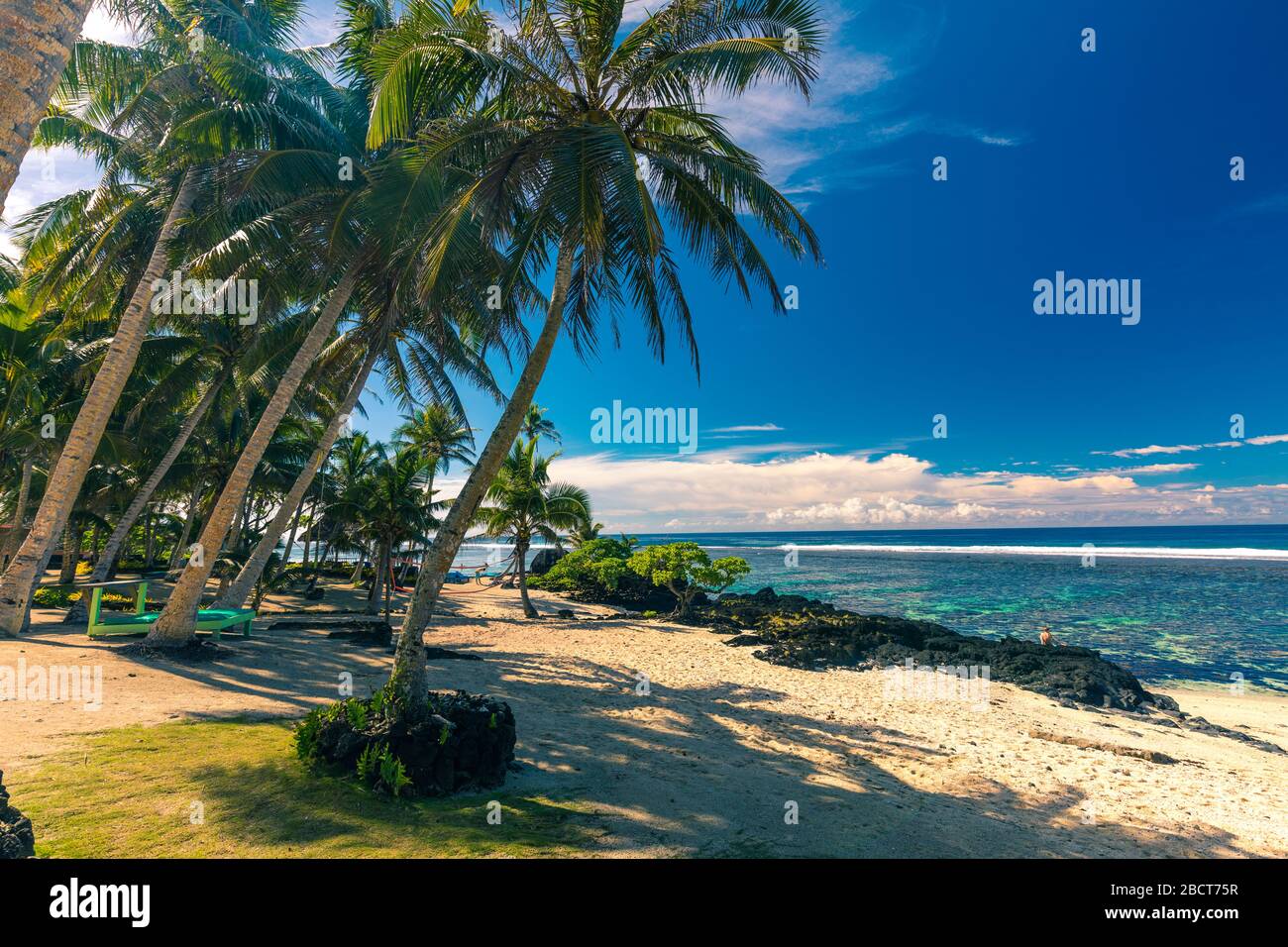 Tropical beach on south side of Samoa Island with coconut palm trees ...
