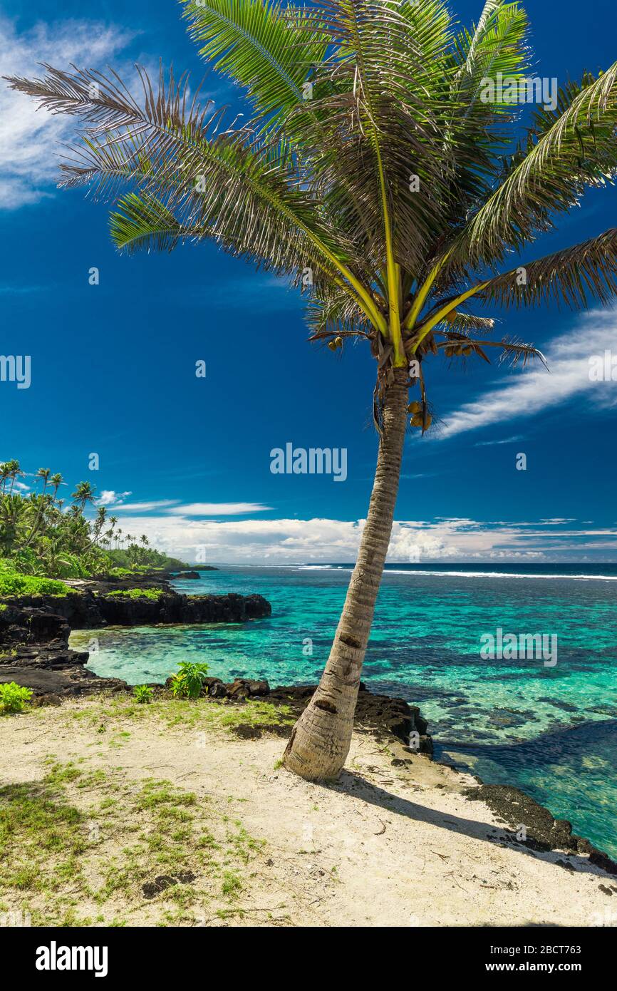 Tropical beach on south side of Samoa Island with coconut palm trees ...