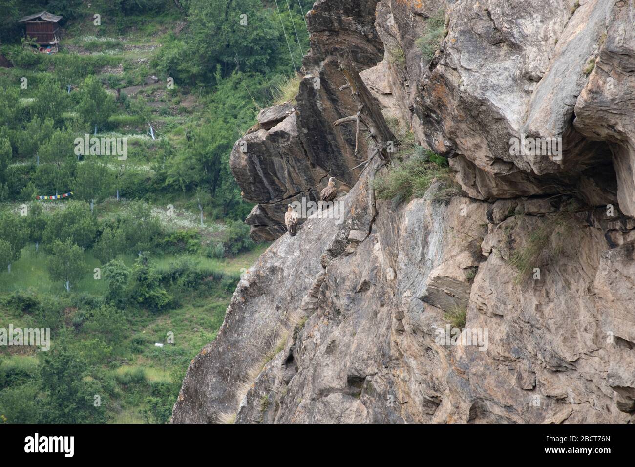 Rock patterns on a mountain surface in Sangla Valley Stock Photo - Alamy