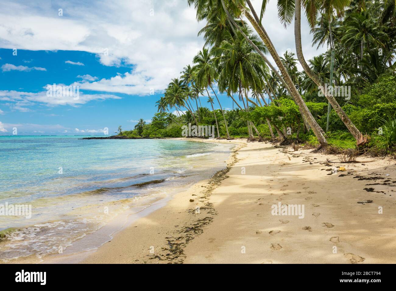 Tropical beach on south side of Samoa Island with coconut palm trees ...