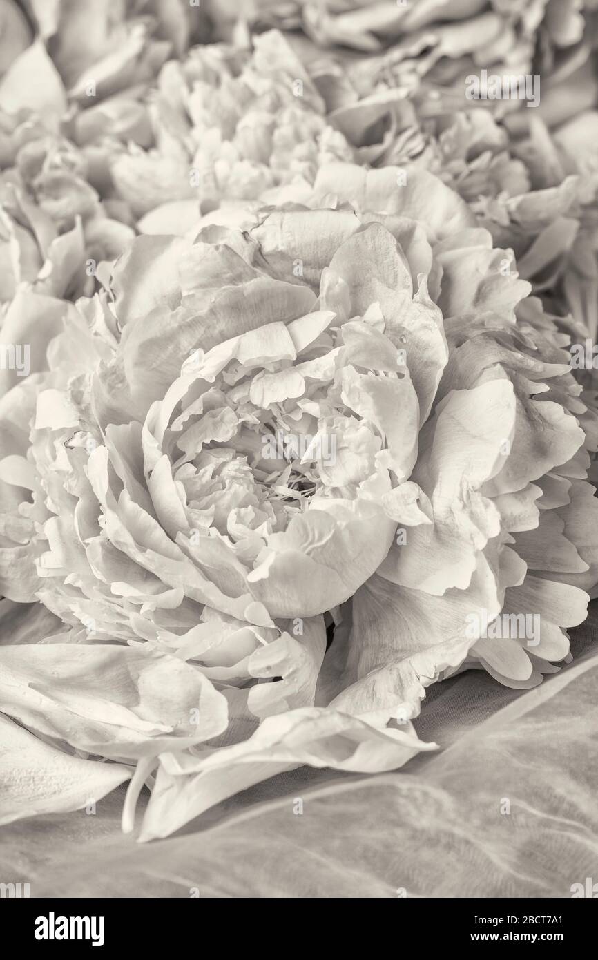 Retro monochrome black white hi-res stock photography and images - Alamy