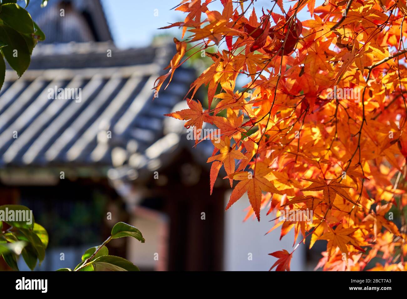 Red maple tree with temple roof in the background Stock Photo - Alamy