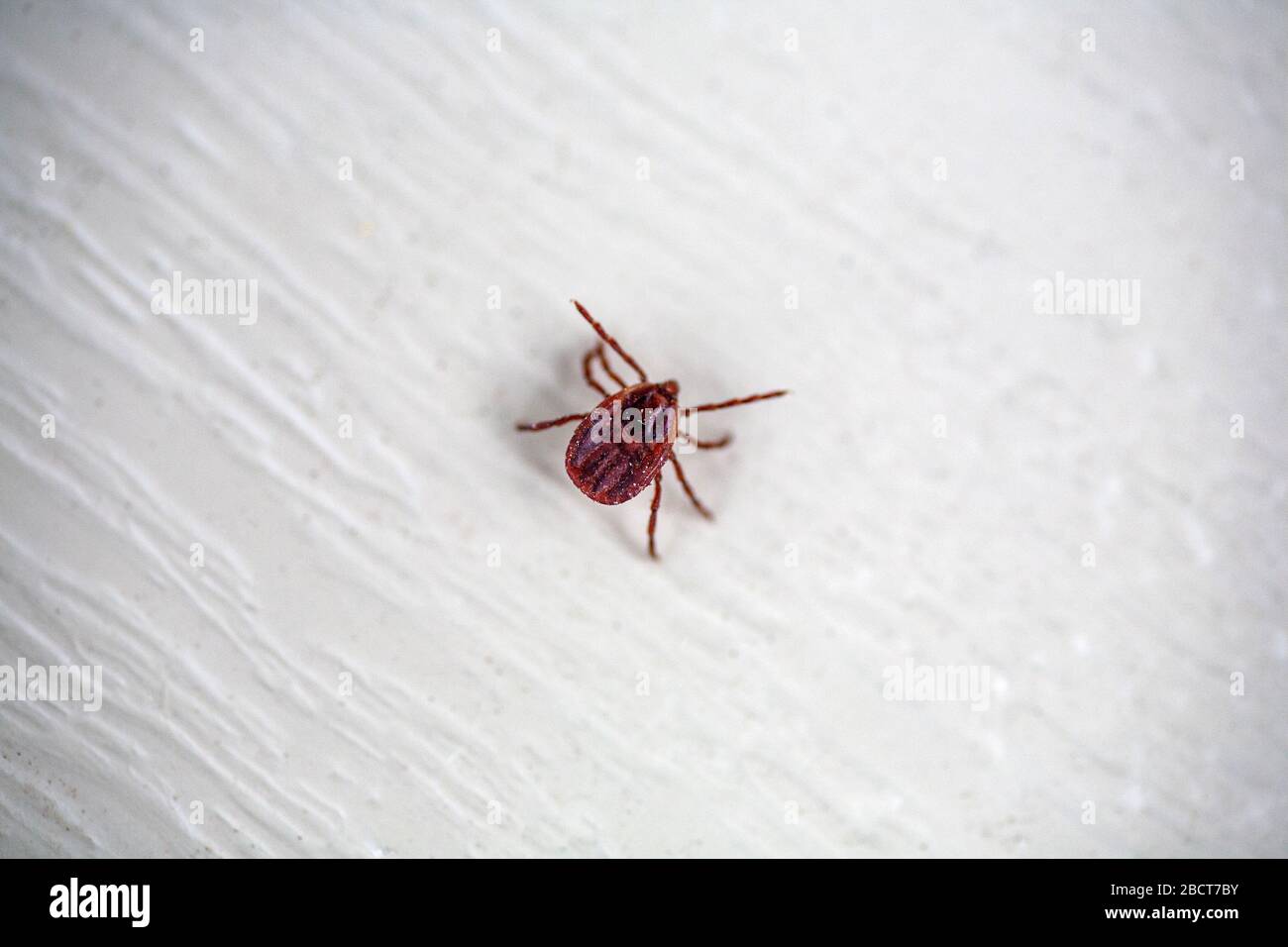 A true ixodid mite blood sucking parasite carrying the acarid disease ...
