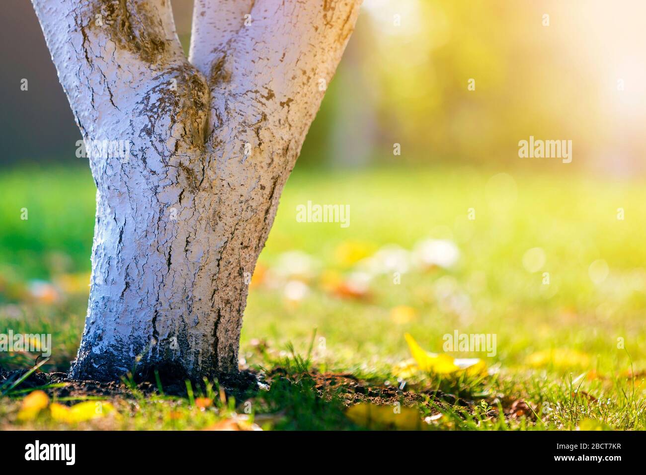 Whitewashed bark of tree growing in sunny orchard garden on blurred ...