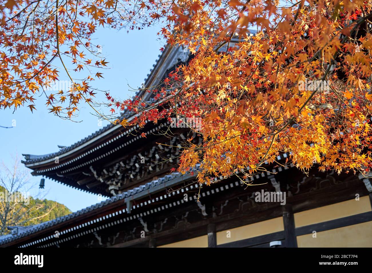 Japanese orange maple tree near the shrine Stock Photo - Alamy