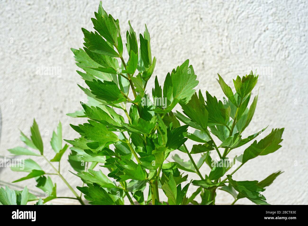 Green leaves of the lovage plant Stock Photo - Alamy