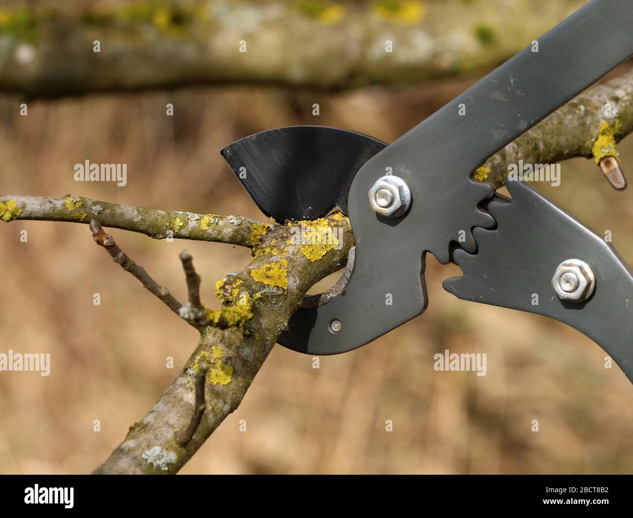 cutting old tree branches with anvil pruning shear, close up Stock ...