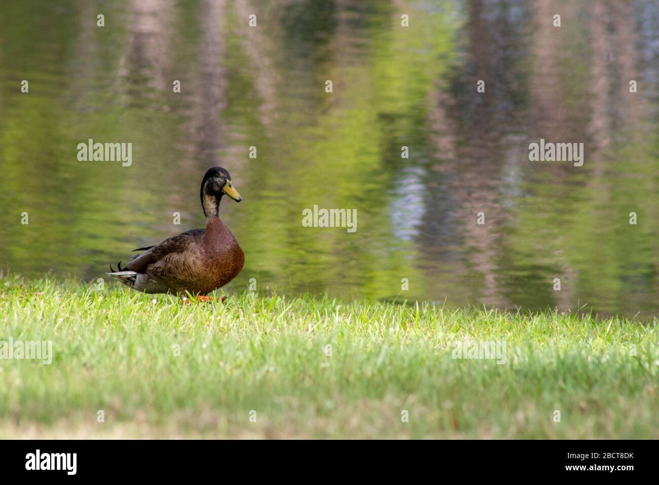 a brown mallard duck in florida alone on a lawn Stock Photo - Alamy