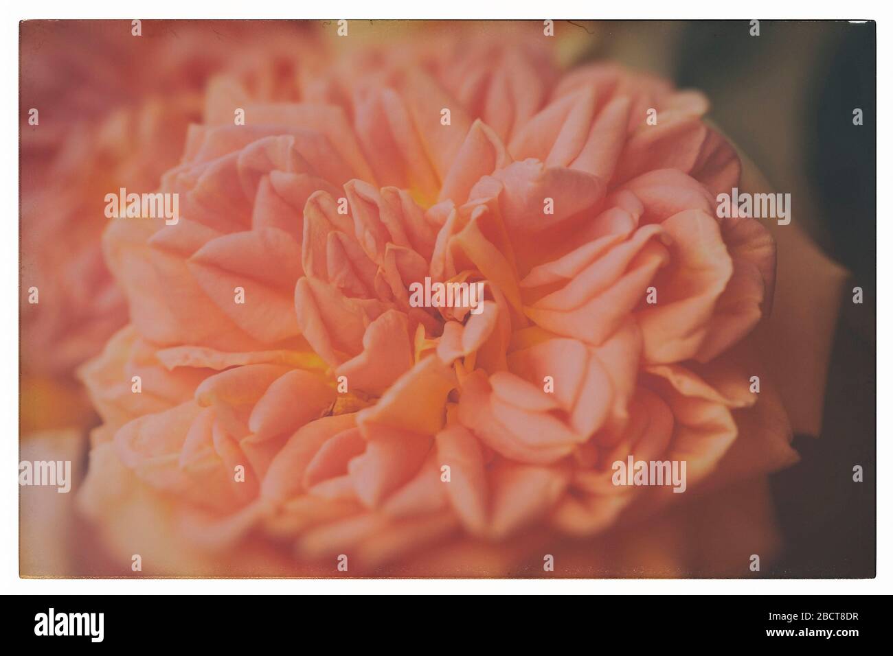 Vintage image of beautiful rose in romantic garden Stock Photo - Alamy