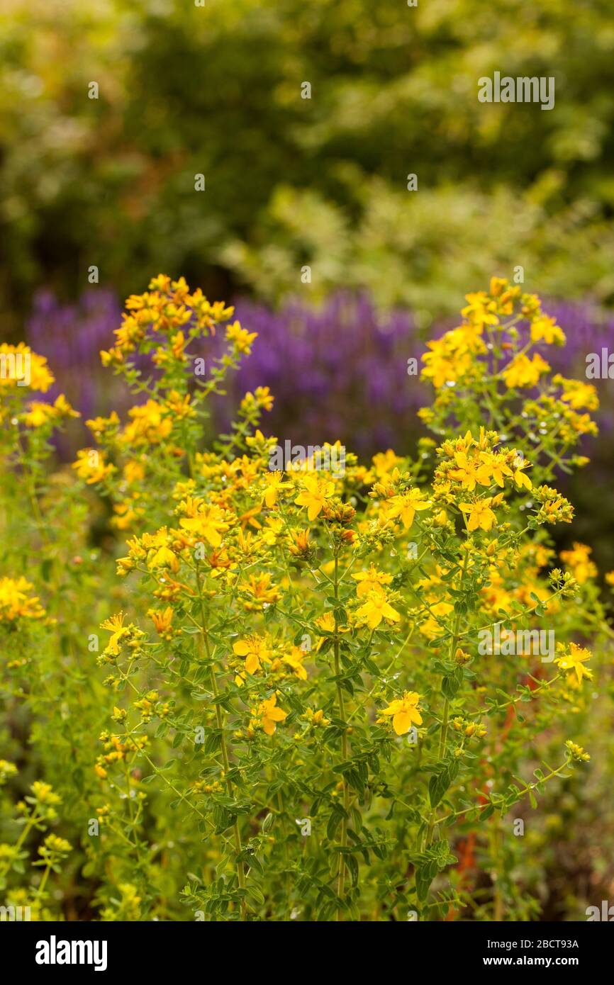 Hypericum perforatum medicine hi-res stock photography and images - Alamy