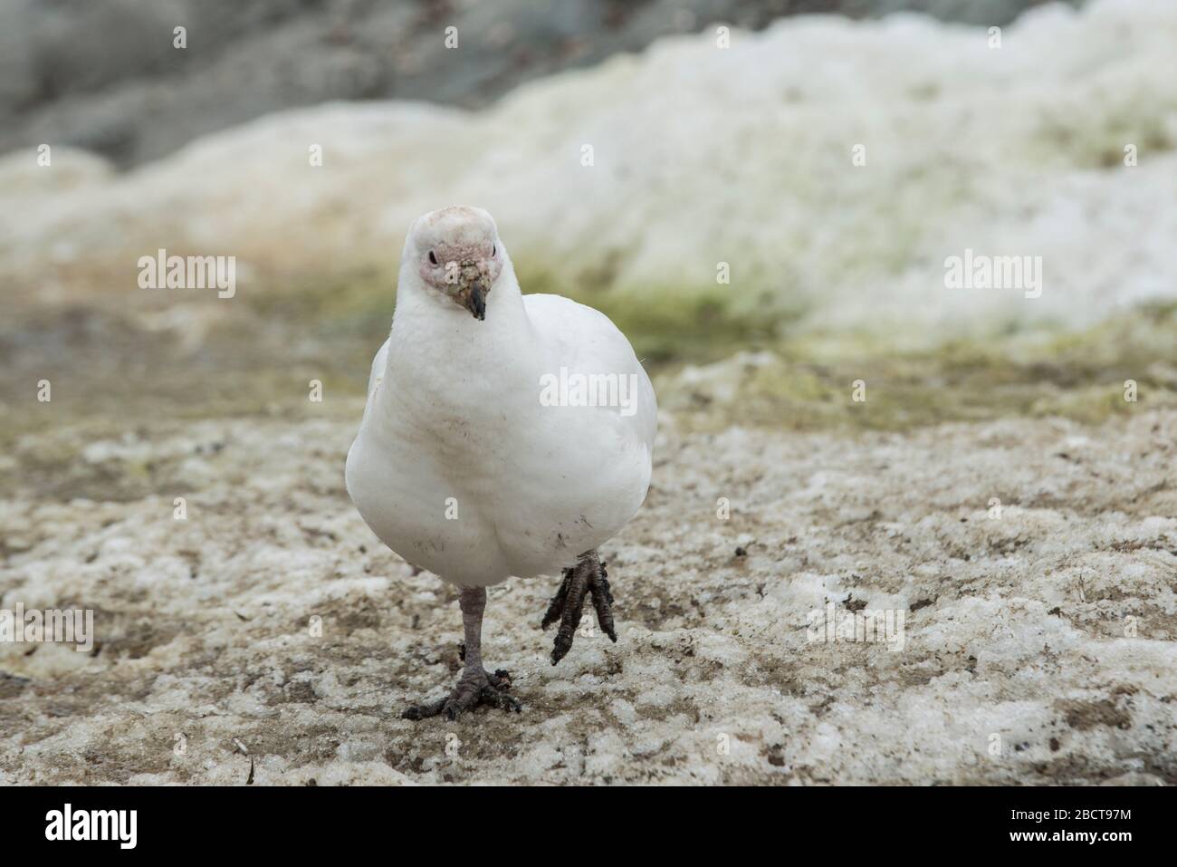 Snowy or greater sheathbill Chionis albus paradise harbour Antarctica ...