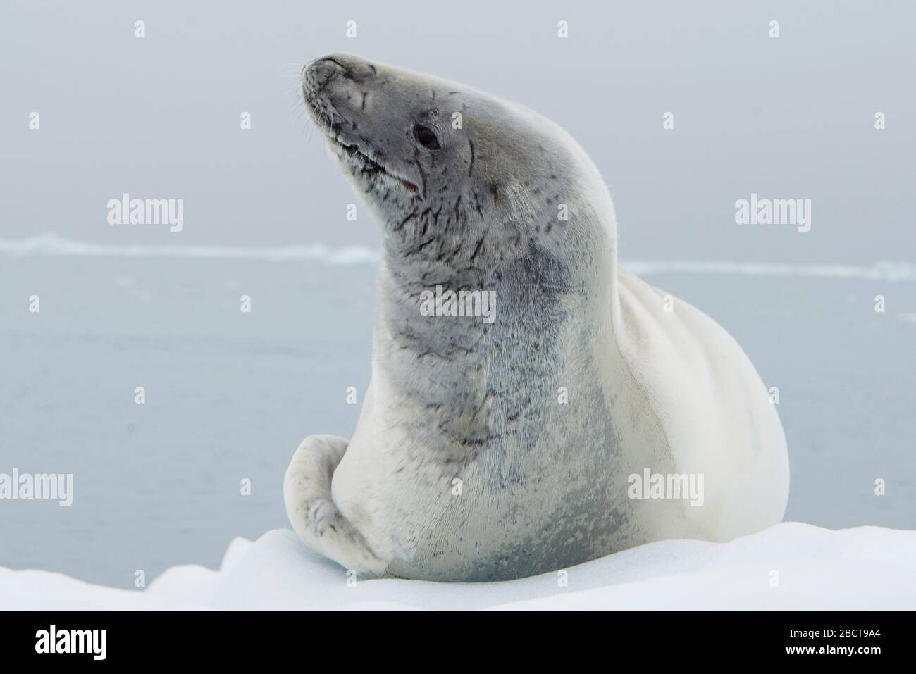 Crabeater seal Lobodon carcinophagus in Paradise Harbour Antarctic ...