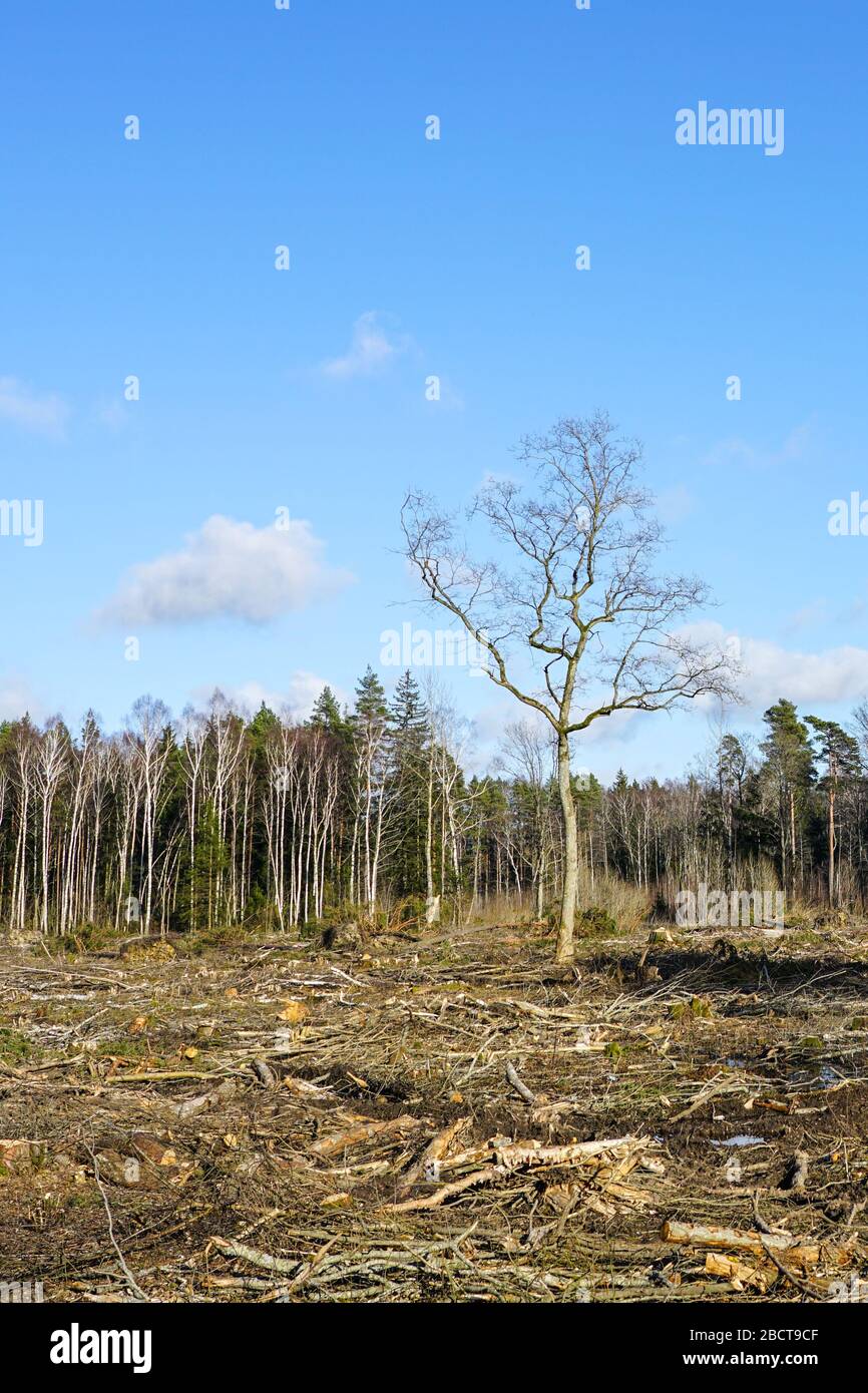forest clearing, leaving one tree left on a blue sky background Stock ...