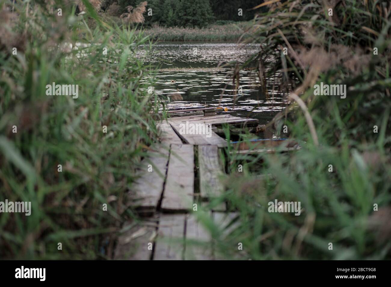 Fishing path leads to the lake through the reeds. Amazing nature ...