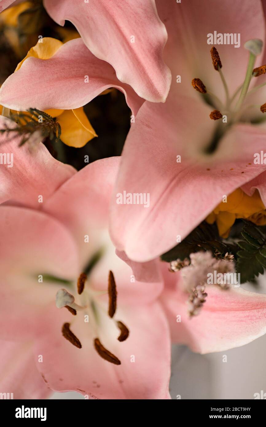 Pink lilies bouquet. Pink blossoming flowers texture. Soft pastel light ...