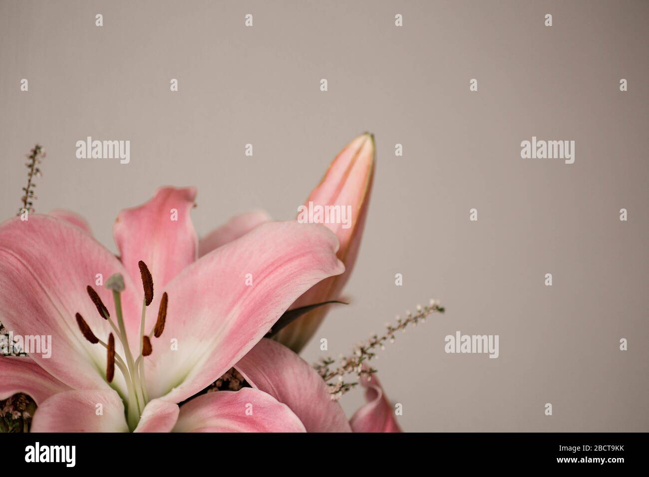 Pink lilies bouquet. Pink blossoming flowers texture. Soft pastel light ...