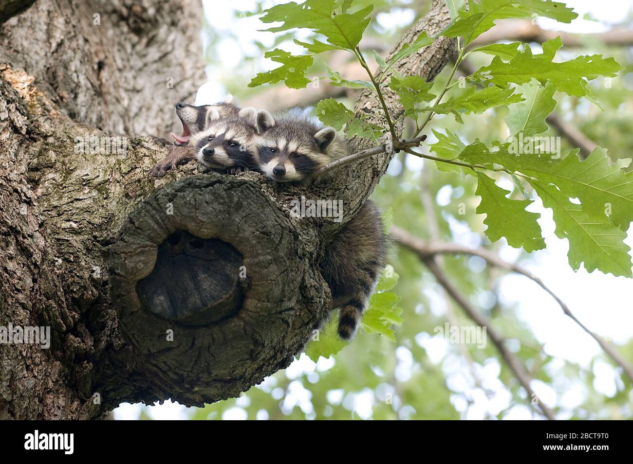3 baby raccoons resting in tree crotch after big adventure Stock Photo ...