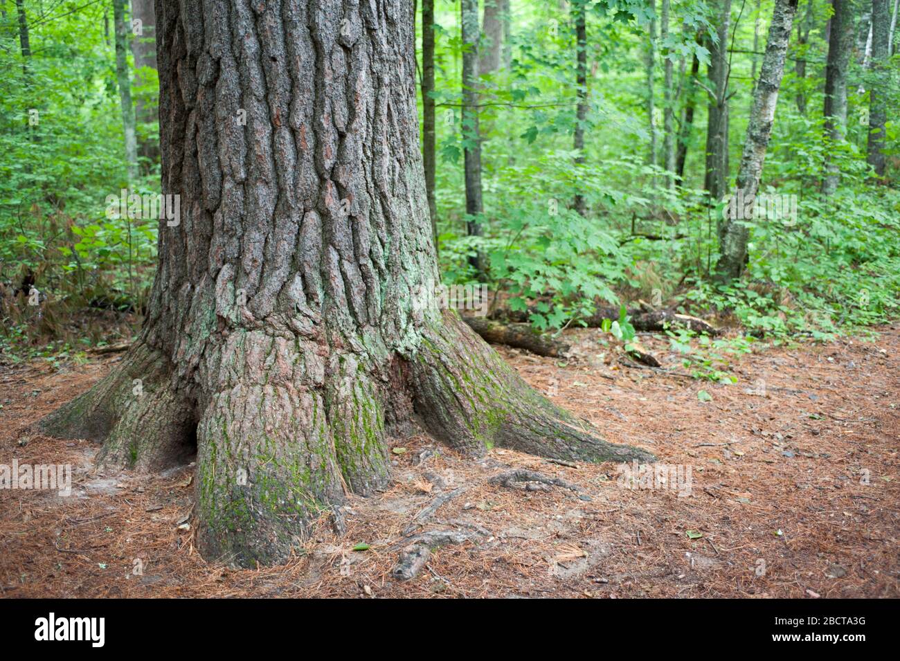 Giant old white pine trunk with root flare Stock Photo - Alamy