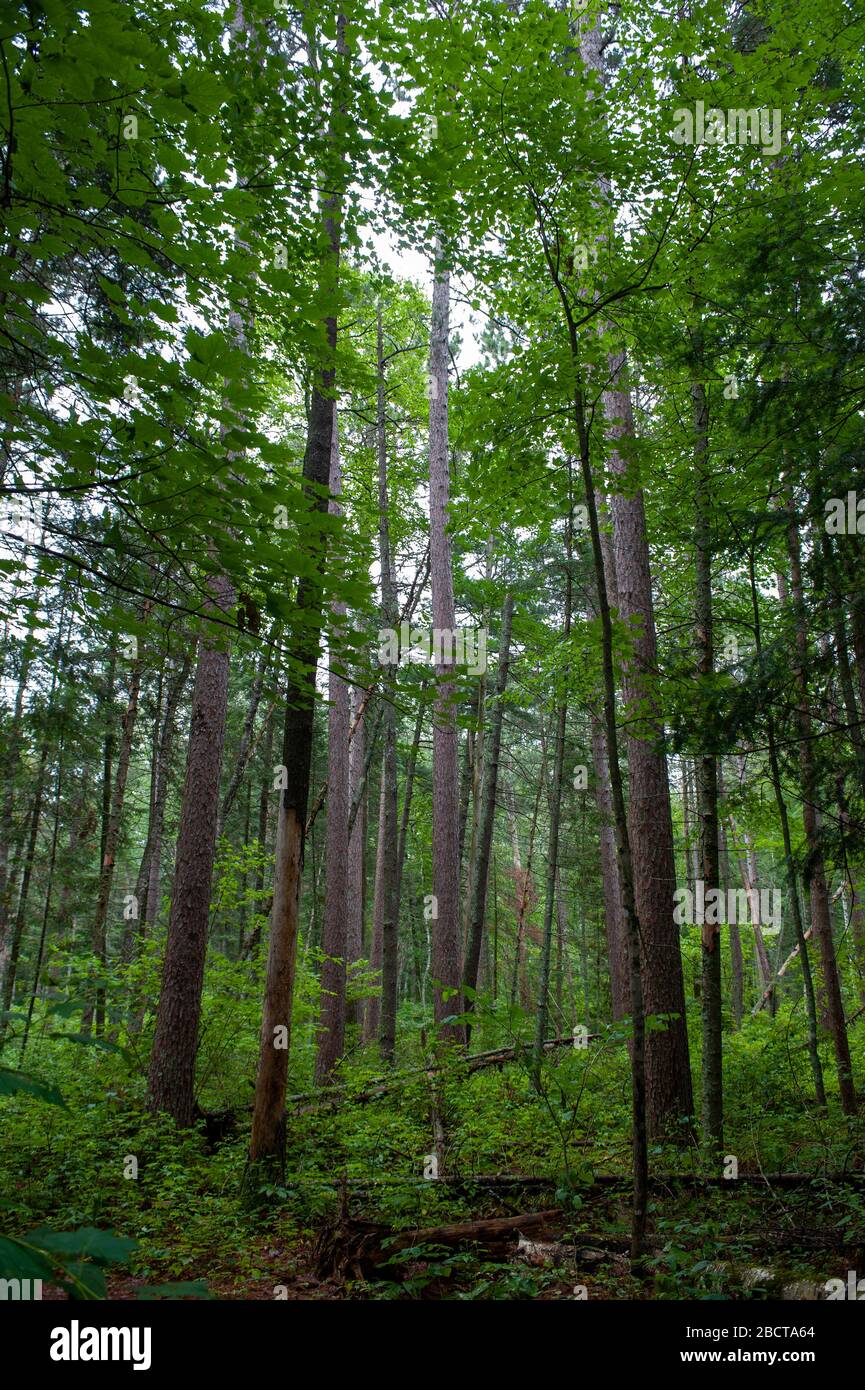 image of conifers and deciduous trees in big woods Stock Photo - Alamy