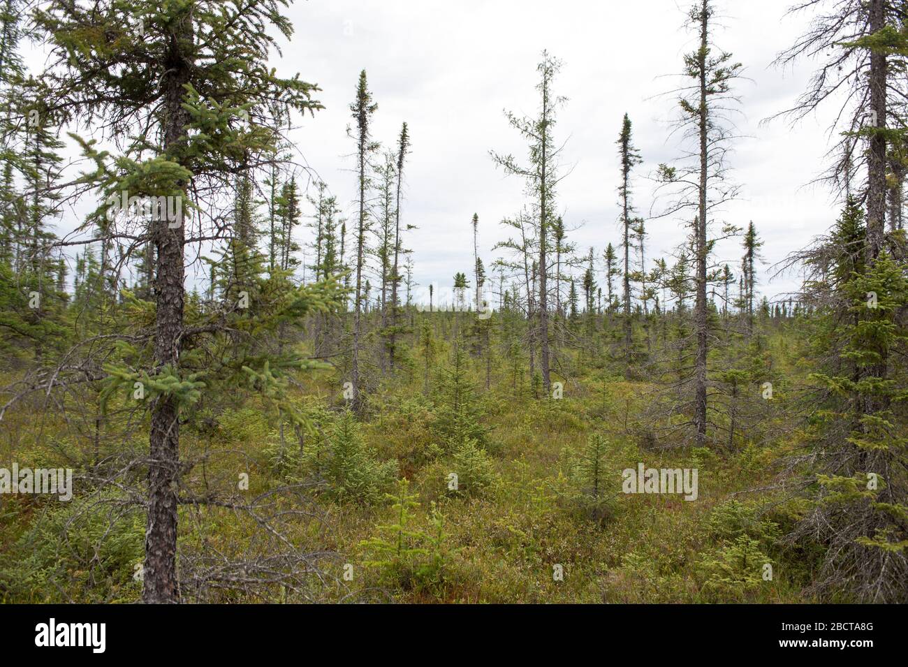 Boreal forest understory hi-res stock photography and images - Alamy
